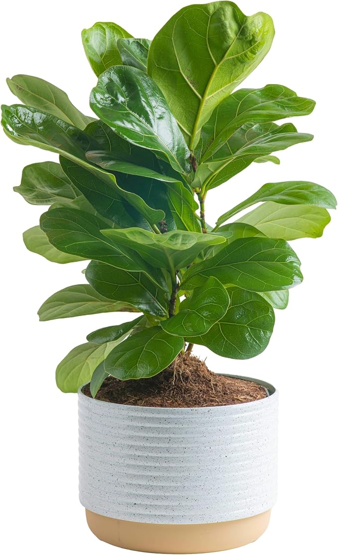 Little Fiddle Leaf Fig, Live Indoor Ficus Lyrata Plant in Indoors ...
